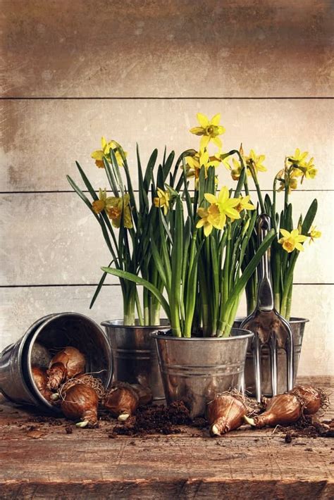 21 Different Types Of Flower Bulbs Review Home Design