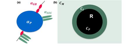 A Schematic Representation Of The Different Morphologies Of A Phase Download Scientific