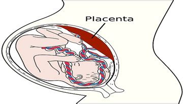 What Is the Placenta? - Definition, Development & Function | Study.com