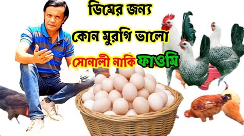 কোন মুরগি ডিম বেশি পাড়ে সোনালী নাকি ফাওমি Which Chicken Lays More Eggs Youtube