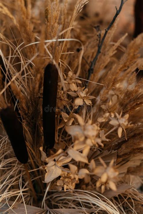 Rustic Boho Style Arrangement Of Dried Pampas Grass And Foliage Against