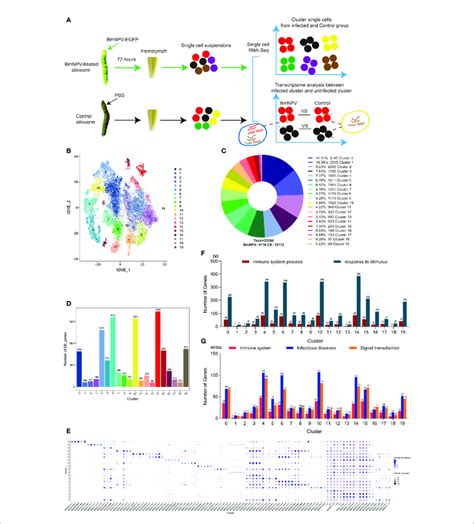 Single Cell Profiling Of Cell Populations In Silkworm Hemolymph A