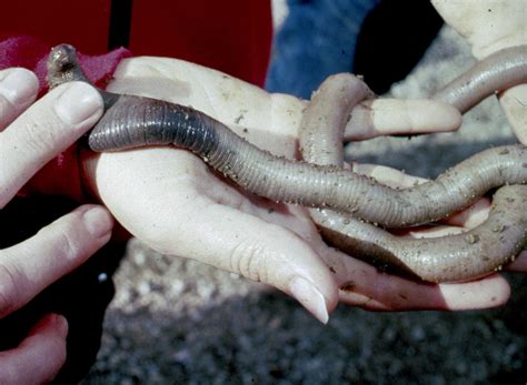 Australian Earthworm 10 Feet