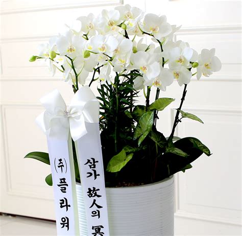 근조화환백색호접란 조문 서양란 품격이 느껴지는 고급 백색 서양란 조문화환중 꽃배달 플라워119꽃배달서비스 근조화환백색호접란 조문 서양란 품격이 느껴지는