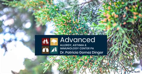 Overview Of Cedar Fever Its Causes And Medications Of Mountain Cedar