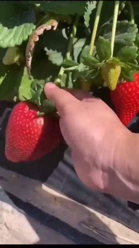 Giant Strawberry Strawberries Strawberrygarden Fruitgarden Chinese