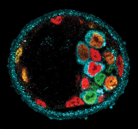 A Defining Feature Of Multi Cellular Living Frontal Cortex