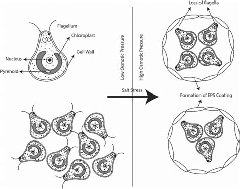 Conceptual Diagram That Shows The Clustering Of C Reinhardtii Cells