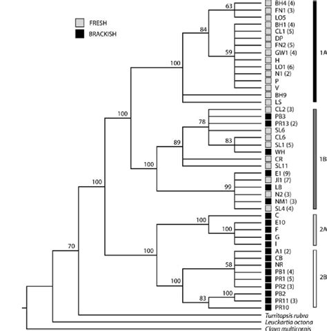 single most parsimonious tree based on mtdna haplotype data nodal