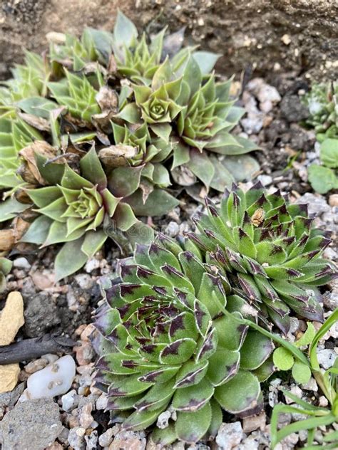 Abstract Composition Of Succulents Placed On The Same Flowerbed Stock