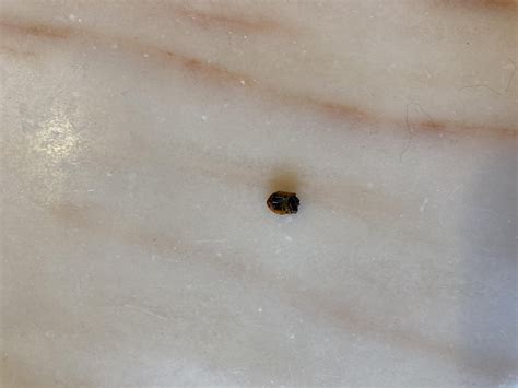 Is This A Dead Bed Bug Rbedbugs