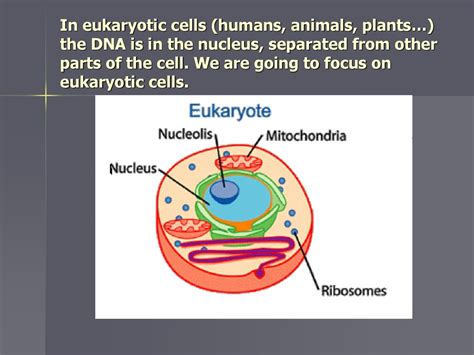 Genetics Unit Ppt Download