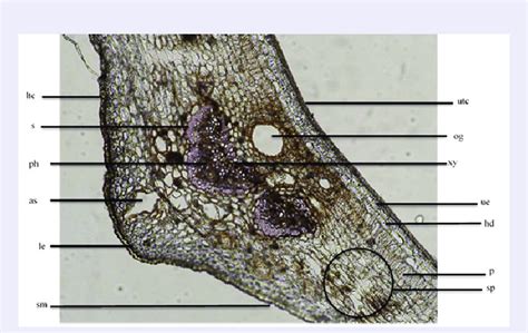 The Photomicrographs Of A Microscopic Characteristic Of A Transverse Download Scientific