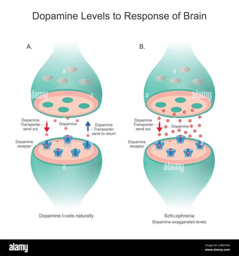 Dopamine Levels To Response Of Brain Dopamine Levels Naturally And Dopamine Levels In Patient