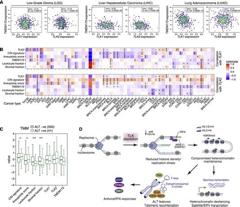 TLK Expression Correlates With Suppressed Innate Immune Signaling In Download Scientific