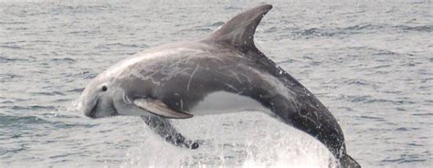 Rissos Dolphin Alchetron The Free Social Encyclopedia