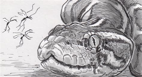 Burmese Python Drawing At PaintingValley Com Explore Collection Of Burmese Python Drawing