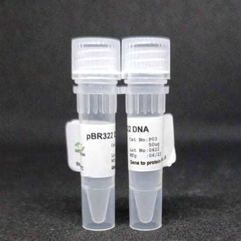Pbr322 Plasmid Dna Genetoprotein