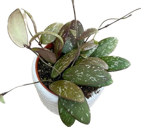 Hoya Sigillatis Round Leaf Wide Form Ah001 Full Pots