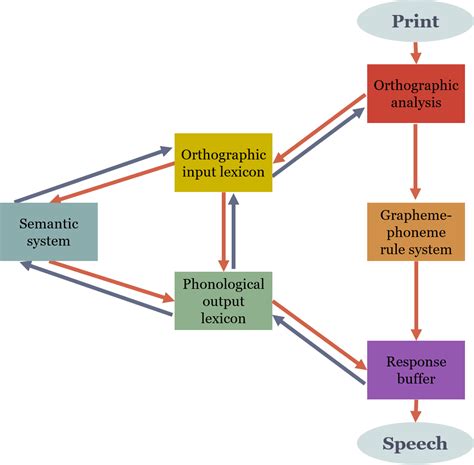 81 Reading Models Psychology Of Language