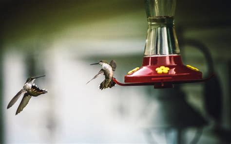 25 Tips Where To Hang Your Hummingbird Feeder
