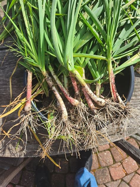 Why Does My Garlic Look Like Scallions Rvegetablegardening