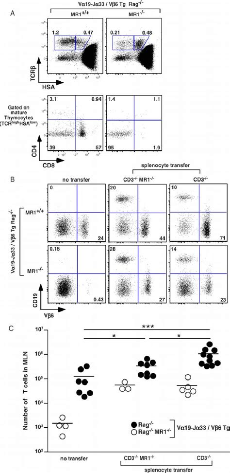 B Cells Are Not Required For Intra Thymic Mait Cell Development