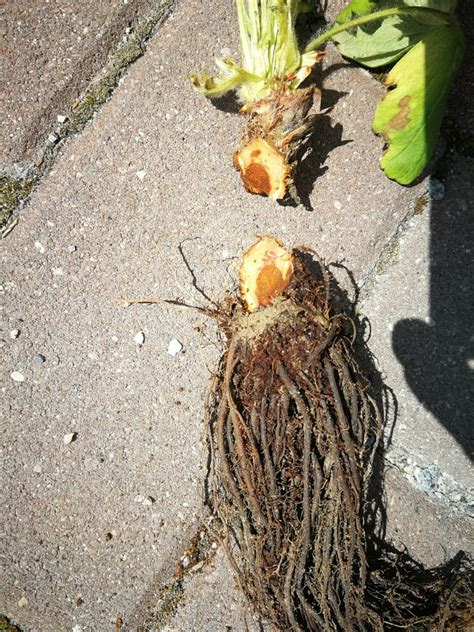 Phytophthora Cactorum Elitari Zemenu Stadi