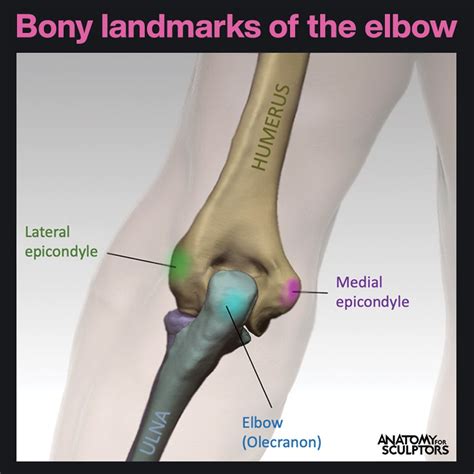 The Elbow Features Three Visible Bony Landmarks Two Of Them The Medial And The Lateral