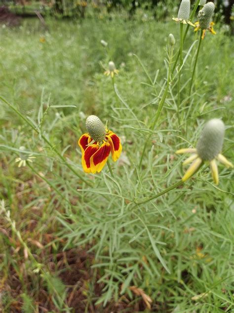 Ratibida Columnifera Native Plant Society Of Texas