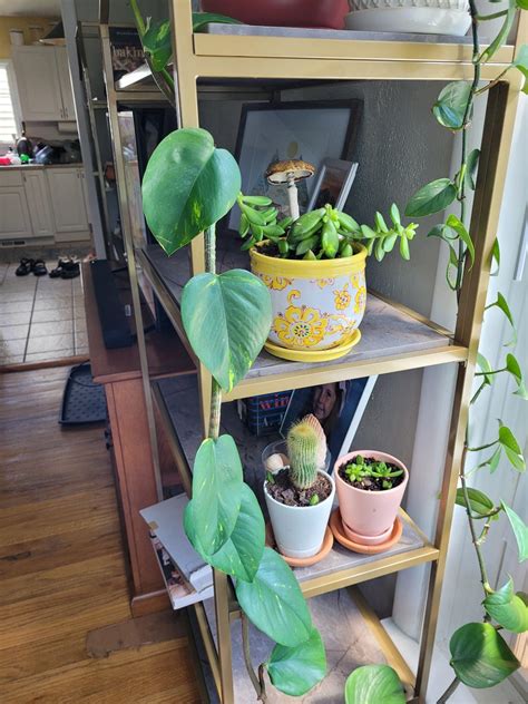 help id pothos and new growth with no new leaves r pothos