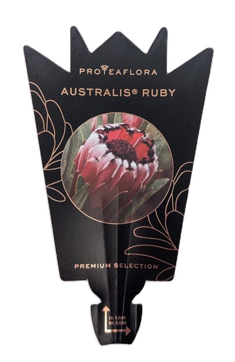 Protea Ruby Guildford Garden Centre