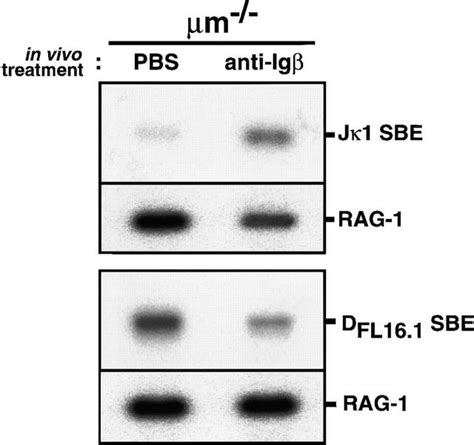 The Cross Linking Of Igβ On Pro B Cells In μm Deficient Mice Activated Download Scientific