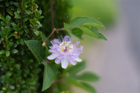 Fringed Passionflower Passiflora Ciliata Fringed Passionf Flickr