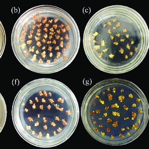 Transgenic Embryogenic Callus Of Agapanthus Praecox Screening With