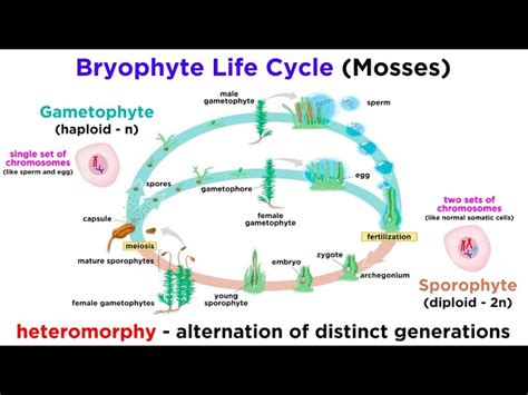Phylum Bryophyta Life Cycle