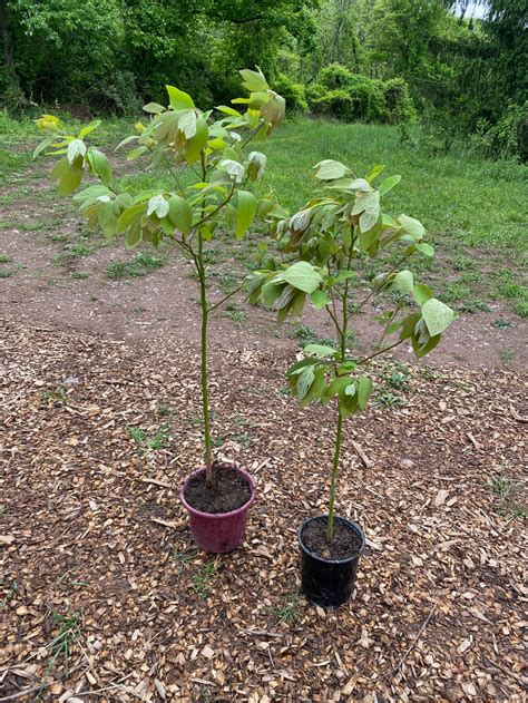 Large Sassafras Tree Sapling Large Sassafras Tree Sassafras Seedling Wild Sassafras Etsy Large Sassafras Tree Sapling Large Sassafras Tree Sassafras Seedling Wild Sassafras Etsy
