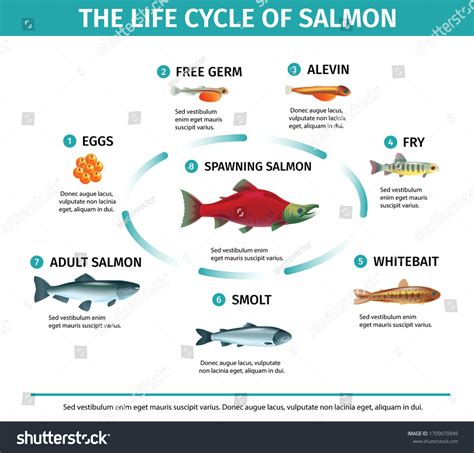 Salmon Life Cycle Map