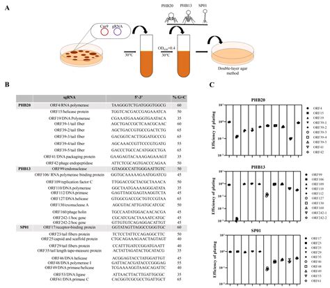 Engineered Reporter Phages For Detection Of Escherichia 59 Off