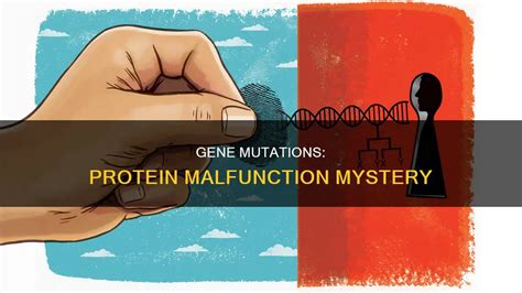 Gene Mutations Protein Malfunction Mystery Medshun