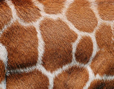 Texture Skin Fur Giraffe Texture Of Giraffe Fur Wildlife Stock Image