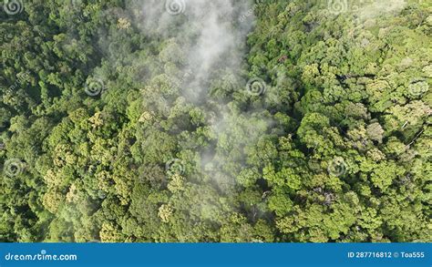 Tropical Forests Can Absorb Large Amounts Of Carbon Dioxide From The
