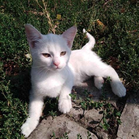 Котята купить в Пензе цена 5 руб дата размещения 23 10 2024 Кошки