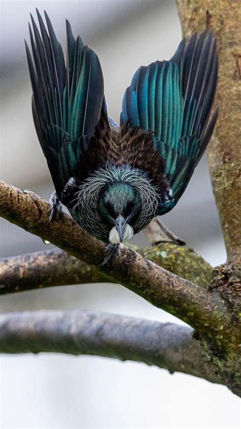 Awesome Nz Native Birds Webs Of Life
