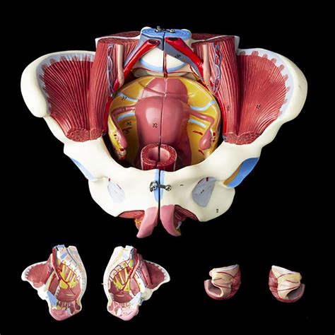 Pelvic Floor Anatomy Model Life Size Female Pelvis Anatomy Model With