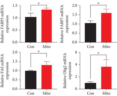 Transcriptome Analysis Of Mitochondria Treated Cortex And Validation Of Download High