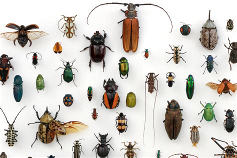 Skalbaggar Naturhistoriska Riksmuseet