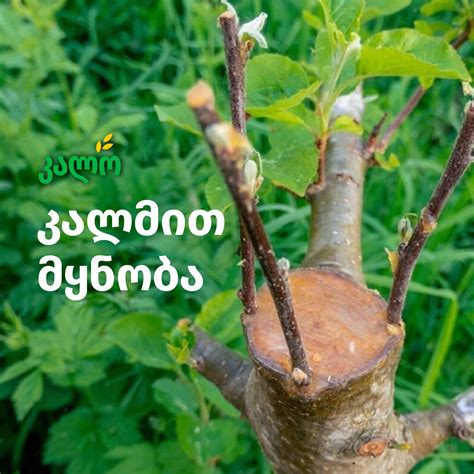 კალო 🌿 მყნობა წელიწადის ნებისმიერ დროს არის შესაძლებელი თუმცა გაზაფხული ამისთვის საუკეთესო