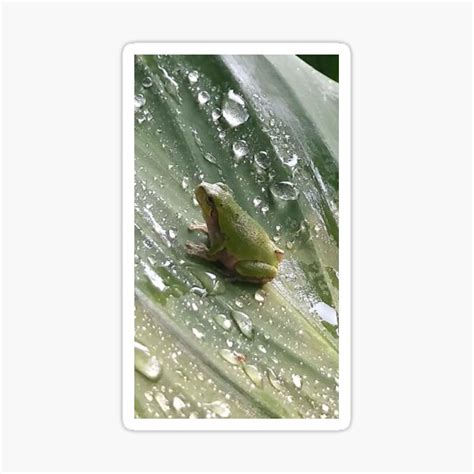 Tree Frog Sticker For Sale By Polishcountess Redbubble
