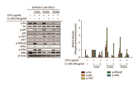 The Effect Of Cc Me On Activation Of The Nf κb Signaling Pathway A